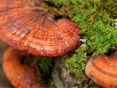 Nam lim xanh co hay khong tac dung phu | by Nguyen Ha Vy | Medium