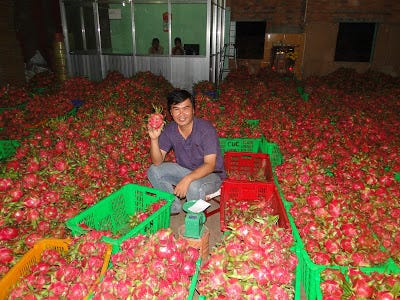 Dragon fruit grades, sizes, and packaging for exportation | by Tùng ...