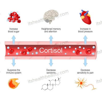 Importance of Cortisol in Life - Faizan Khan - Medium