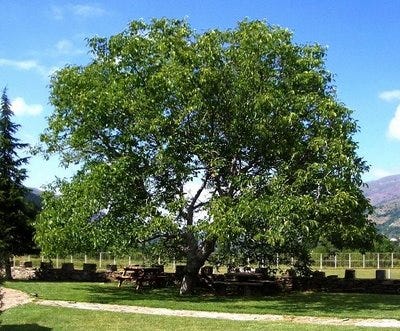 ‘I am a Walnut Tree in Gülhane Park…’ | by Firatocal | Mr. Plan ...
