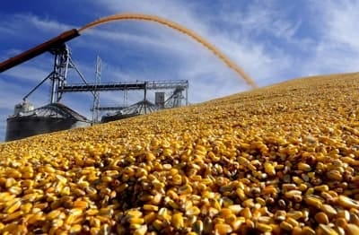 Russian corn exports increased by more than 15% - alekseev.biz - Medium