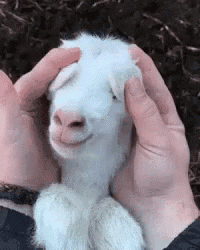 Scary Goat Eyes