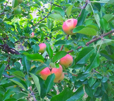 10 Unexpected Health Benefits of Eating an Apple Everyday | by ...