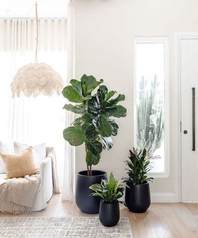 Two Stunning Indoor Plant Clusters for Bright Indirect Sunlight | by ...