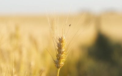 Seed Grading is the term used for getting the largest, healthiest seed ...