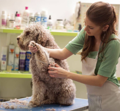 The Benefits of Professional Dog Grooming | by WangMimi | Jun, 2023 ...