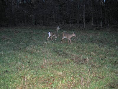 How To Hunt Deer At Night. Do you hunt deer during the daytime? Do ...