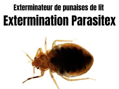 Exterminateur de punaises de lit | Extermination Parasitex ...