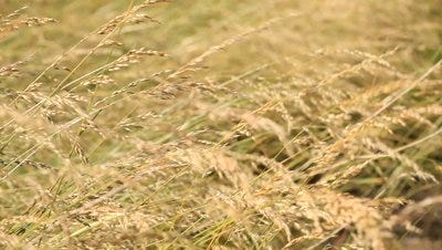 Christians of Straw. A Call to Christian Apologetics | by Jesse ...