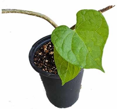 The Story Behind My Giloy Amrita Plants- The Plant of Immortality ...