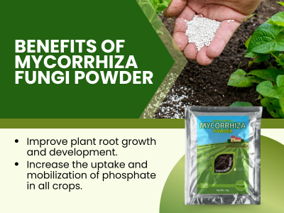 Neem Powder for Plants: A Natural Solution for Healthy Growth ...