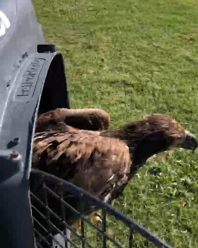 Bald eagle hit by car rehabbed and released | by Conservancy of SWFL ...