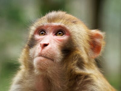 Title: Exploring the World of Monkeys | by Arslan Mughal | Nov, 2024 ...