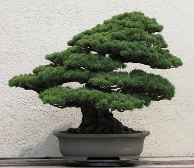 Creating a Bonsai Business. This week I’ve been invited to a… | by Jim ...