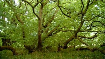Spreading Trees and High Places. I saw an article on the BBC web site ...