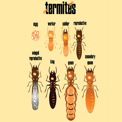 Last Frontier Termite Removal Experts - Last Frontier Termite Removal ...