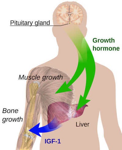 My Head Is Too Small For My Body. Should I Take HGH? | by Ryan Stuart ...