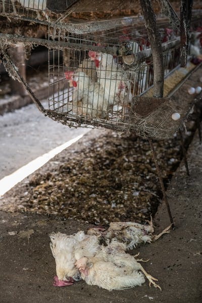 Factory Farms — The Hidden Horror | by Bonnie Engelman | Medium