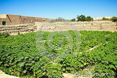 Five Reasons You Should Vote for Prop. 64 | by steveonweed | Medium