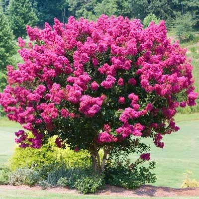 NEW GROWTH ON OLD WOOD. I first encountered a crepe myrtle tree… | by ...