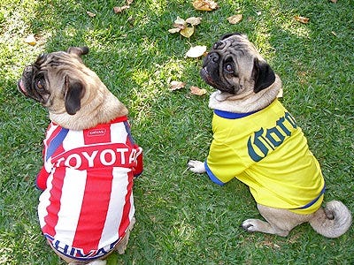 Dogs That Love The World Cup. We asked for pictures of where you are ...