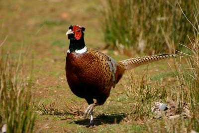 10 Best Pheasant Hunting Tips. Do you hunt pheasants? Do you want to ...