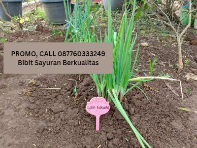 PROMO, CALL 087760333249 Bibit Sayuran Berkualitas Botanical Plant ...