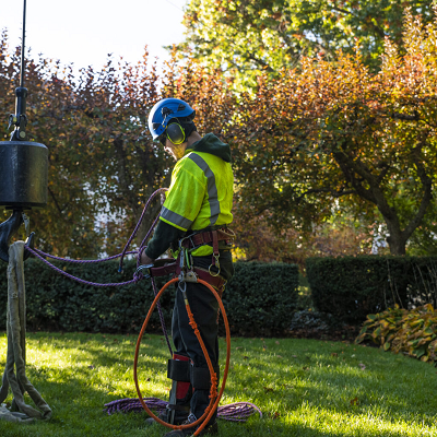 Expert Tree Removal and Tree Trimming Services - North Eastern Tree Service - Medium