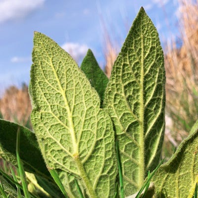 The Release: Integration as Liberation from a Chosen or Coerced Past ...