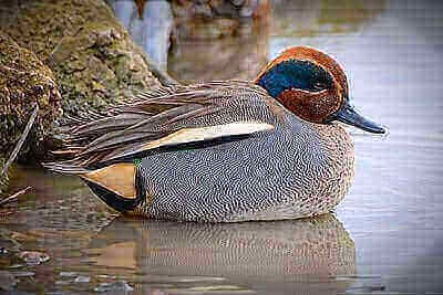How To Hunt Teal. Do you want to learn how to hunt teal… | by Ethan ...