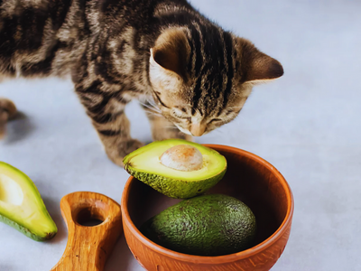 Can Cats Eat Avocado?. Certainly, here’s an article on the… | by ...