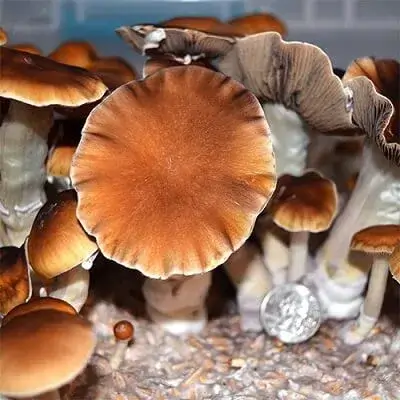 Buy Malabar Coast Mushrooms Spores | Blue Stem Spores - Blue Stem Spores - Medium