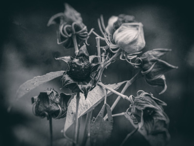 Fading Beauty: A Reflection on the Ephemeral Nature of Life | by Frankie | Medium