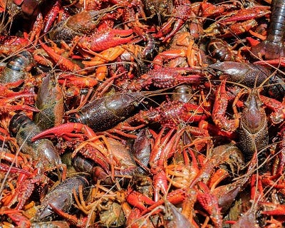 How Year Round Crawfish Supplies are Sustainably Caught and Farmed | by ...