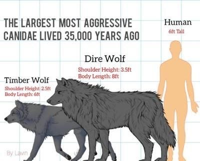Dire Wolf Resurrection: Balancing Science and Ethical Responsibility ...