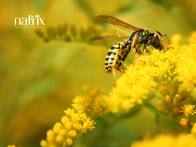 Professional Wasp Extermination: When to Call the Experts | by Natrix ...