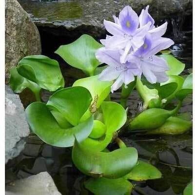 Guide to The Best Floating Pond Plants For Your Koi Pond | by Play It ...