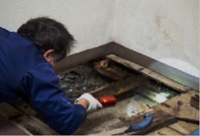 Mold Removal & Inspection Jacksonville — Emily - Mold Removal ...