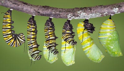 Christian Metamorphosis. God designed nature to tell a story. I… | by ...