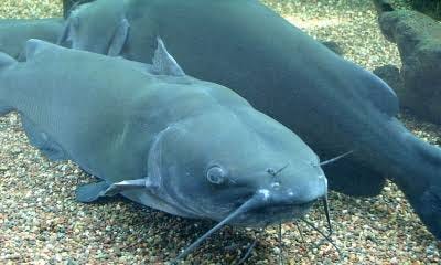 The Intriguing Realm of Catfish. Catfish represent a varied assembly of ...