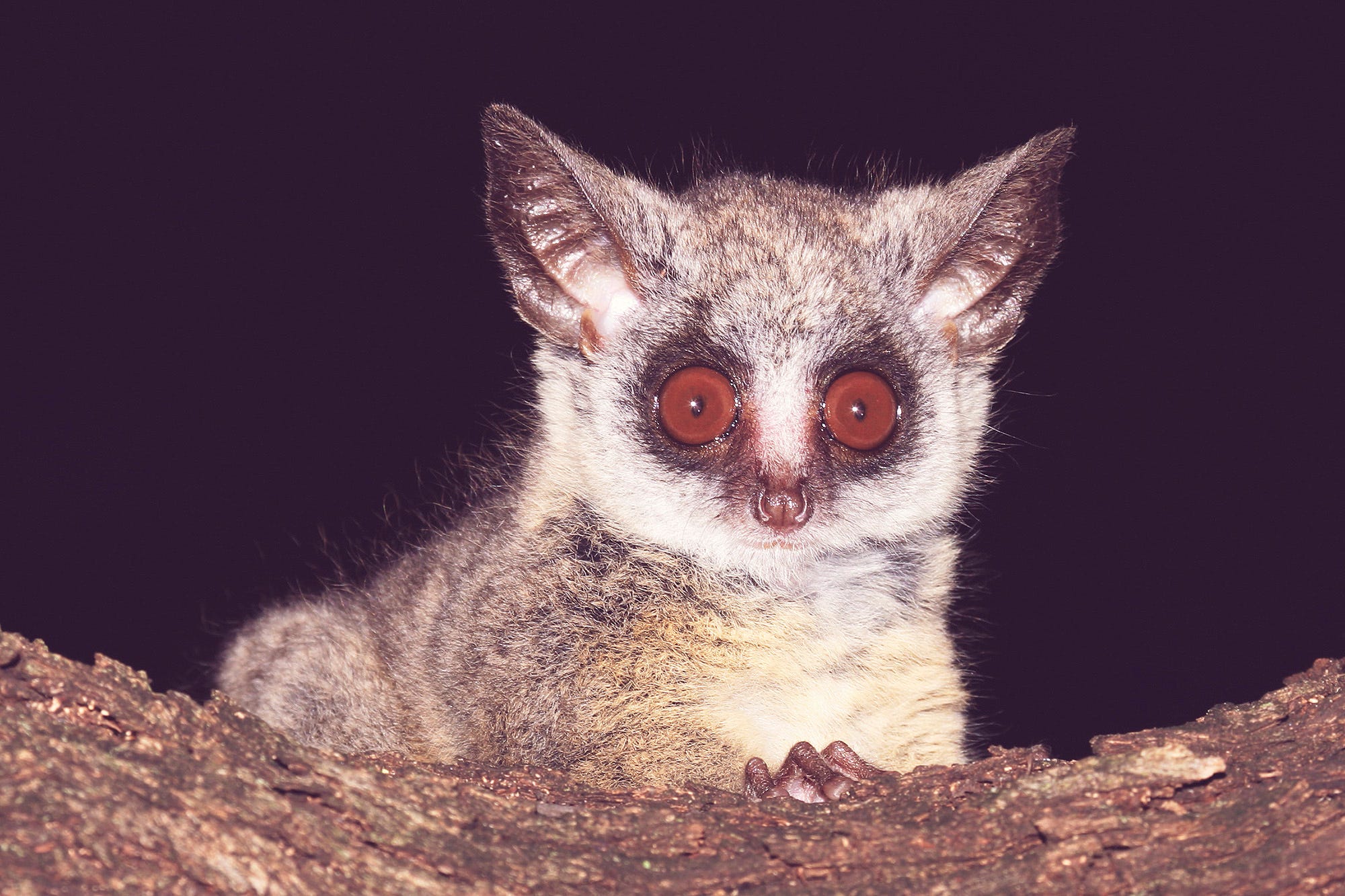 Lesser Bush Baby Facts