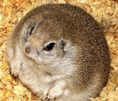 Fat Animals Have Something to Say to Us | by The Hairpin | The Hairpin ...
