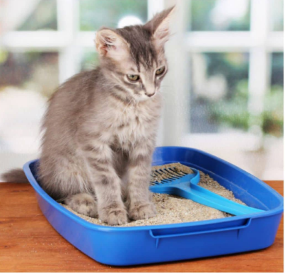 Understanding Abnormal Litter Box Behavior in Cats | by WangMimi | May ...