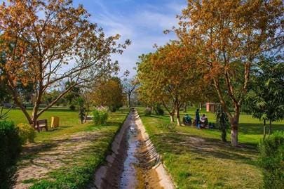 CHANGA MANGA FOREST. The greatest human-made jungle in… | by Muhammad ...