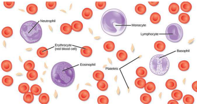 Week 6: Blood Cell Classification | by Tolga Furkan Güler | bbm406f19 ...