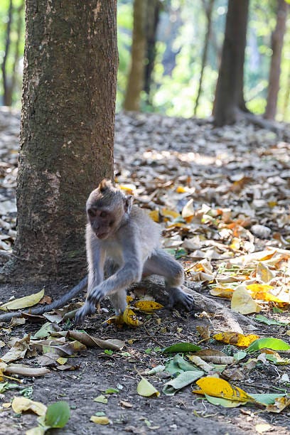 How to Hunt a Monkey (Inspirational Short Story about Letting Go) | by ...