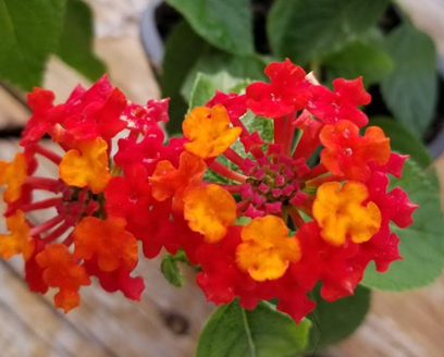 Lantana: An inspirational tale of seeking belonging | by Just a writer ...