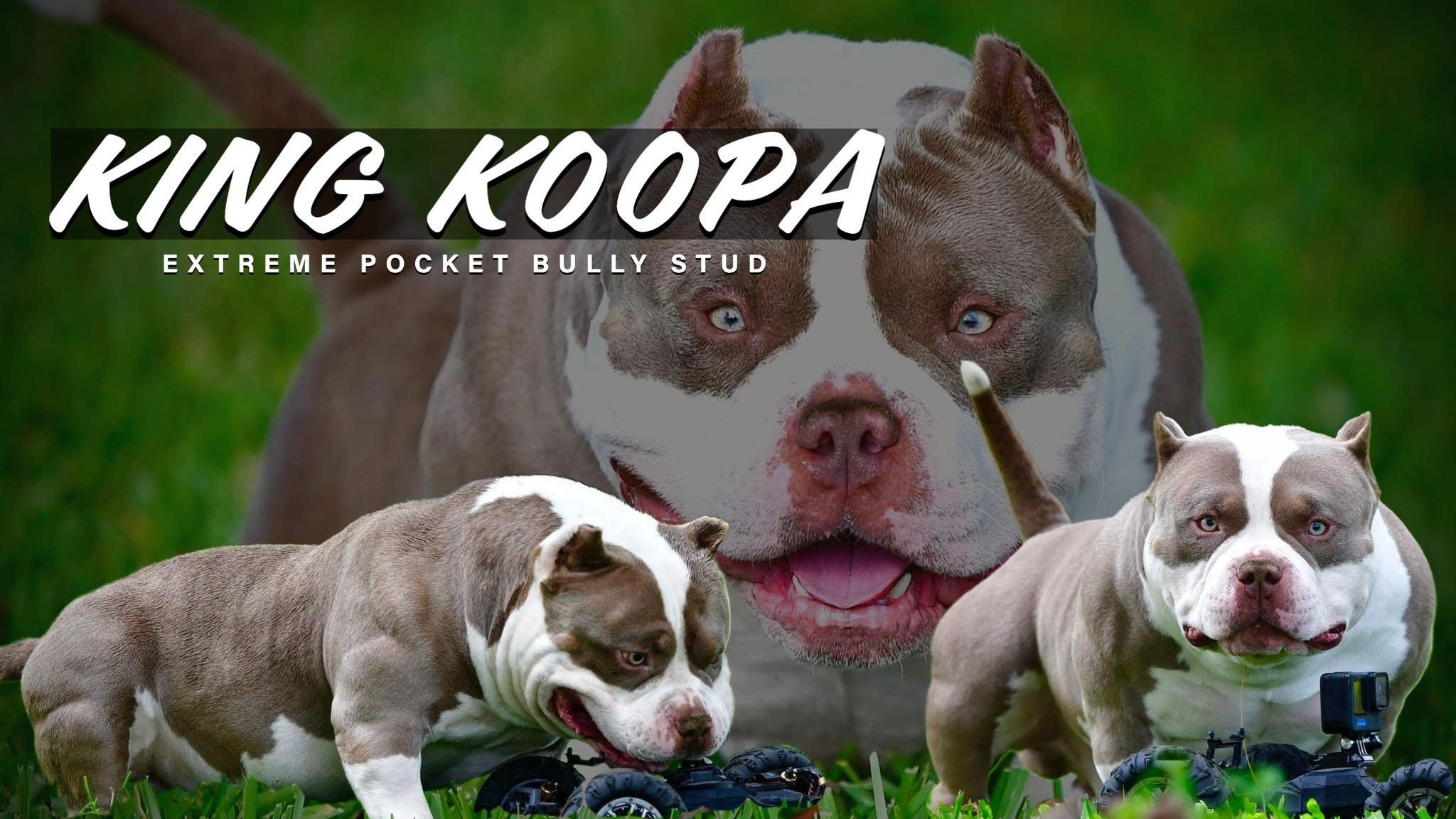 Bully Koopa