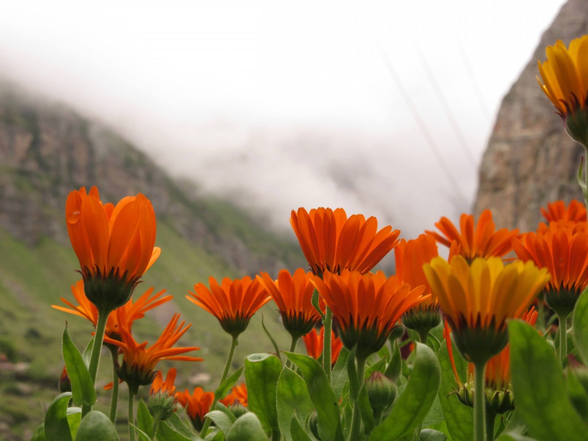 Beautiful Valley Of Flowers