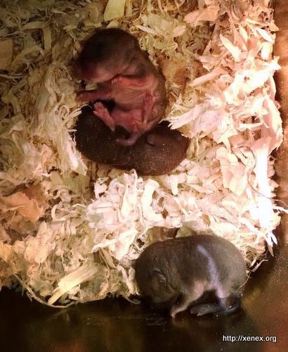 Newborn Vole